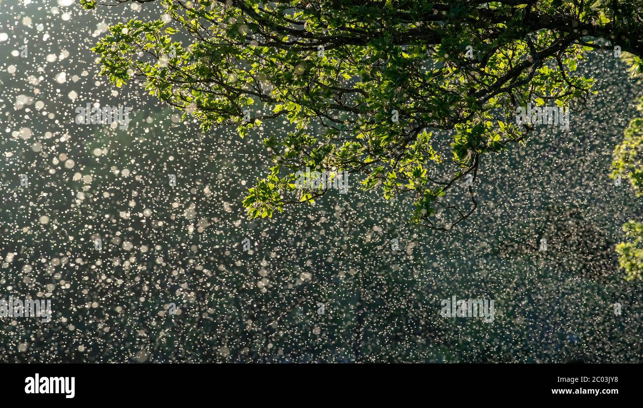 Adult Mayflies dancing, backlit by the sun under trees alongside a ...