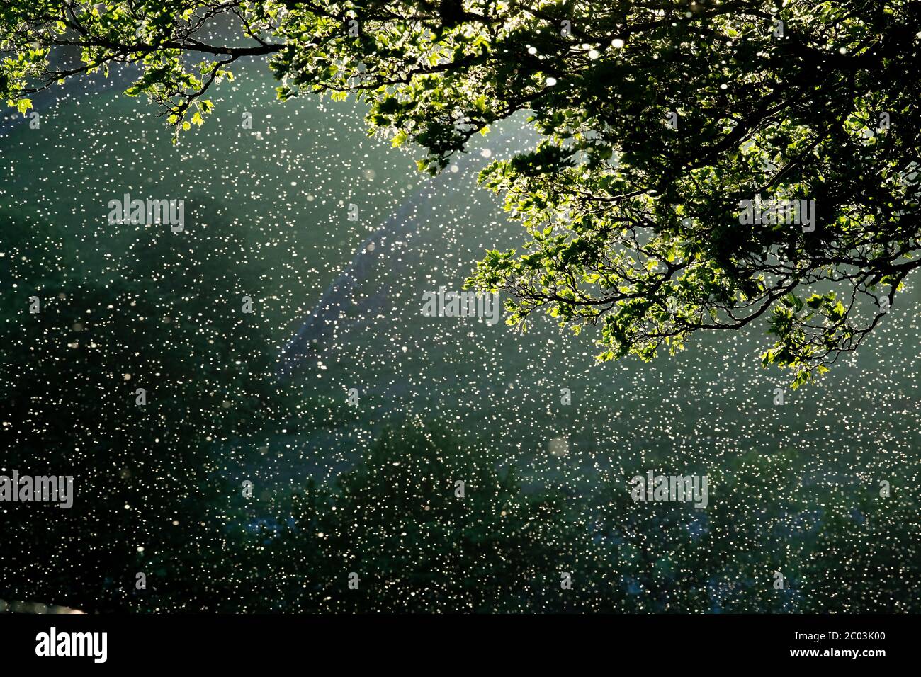 Mayfly swarm north yorkshire hi-res stock photography and images - Alamy