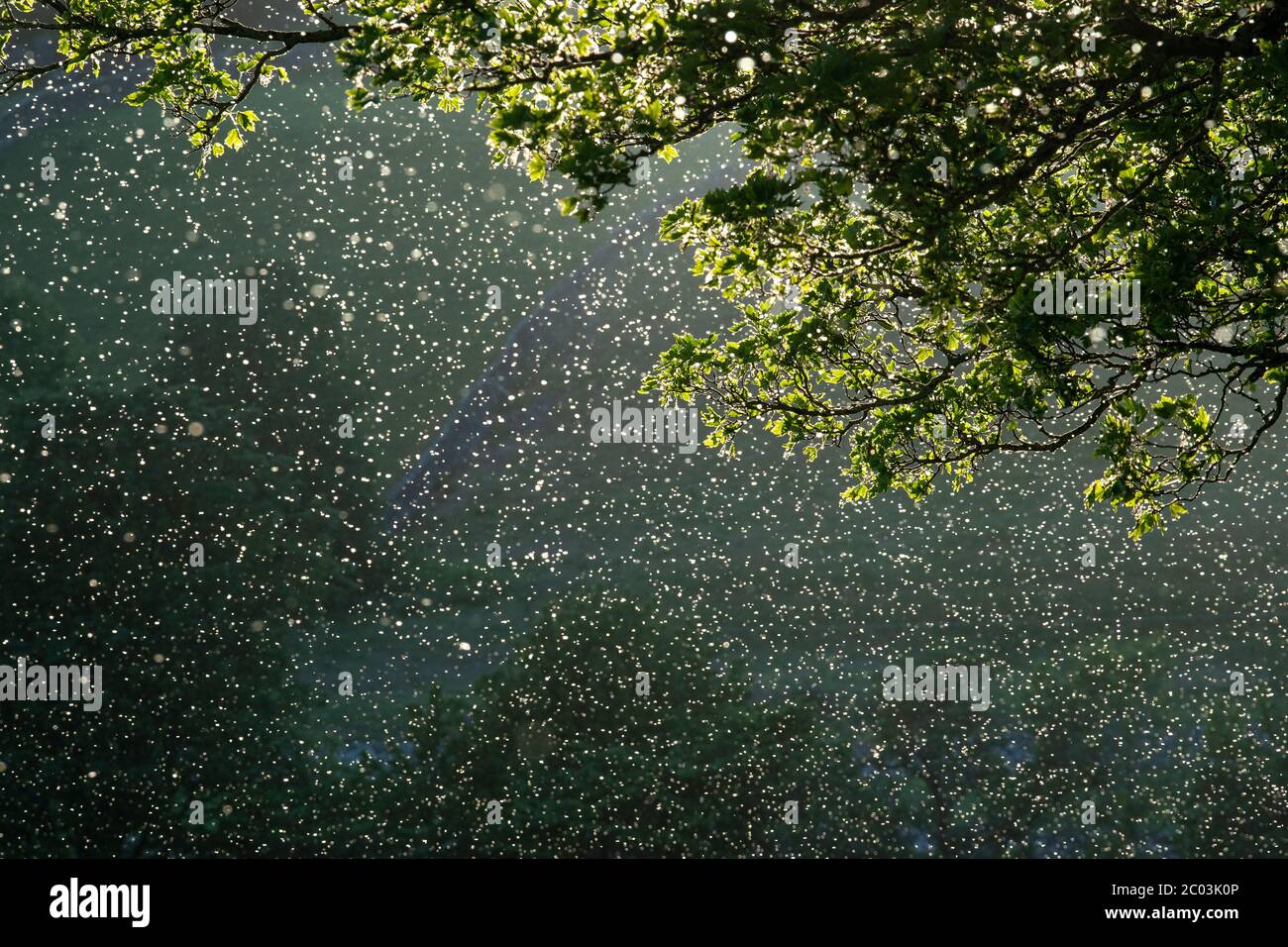 Mayflies hi-res stock photography and images - Alamy