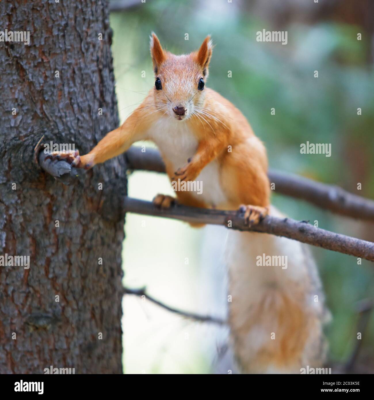 Red squirrel of russia hi-res stock photography and images - Alamy