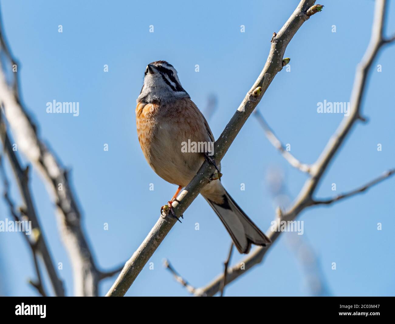 A small meadow bunting, Emberiza cioides, perches in a tree beside the ...