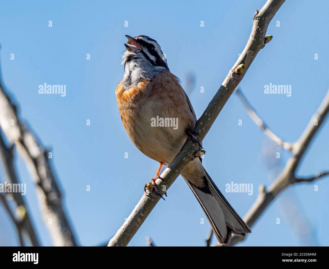 A small meadow bunting, Emberiza cioides, perches in a tree beside the ...