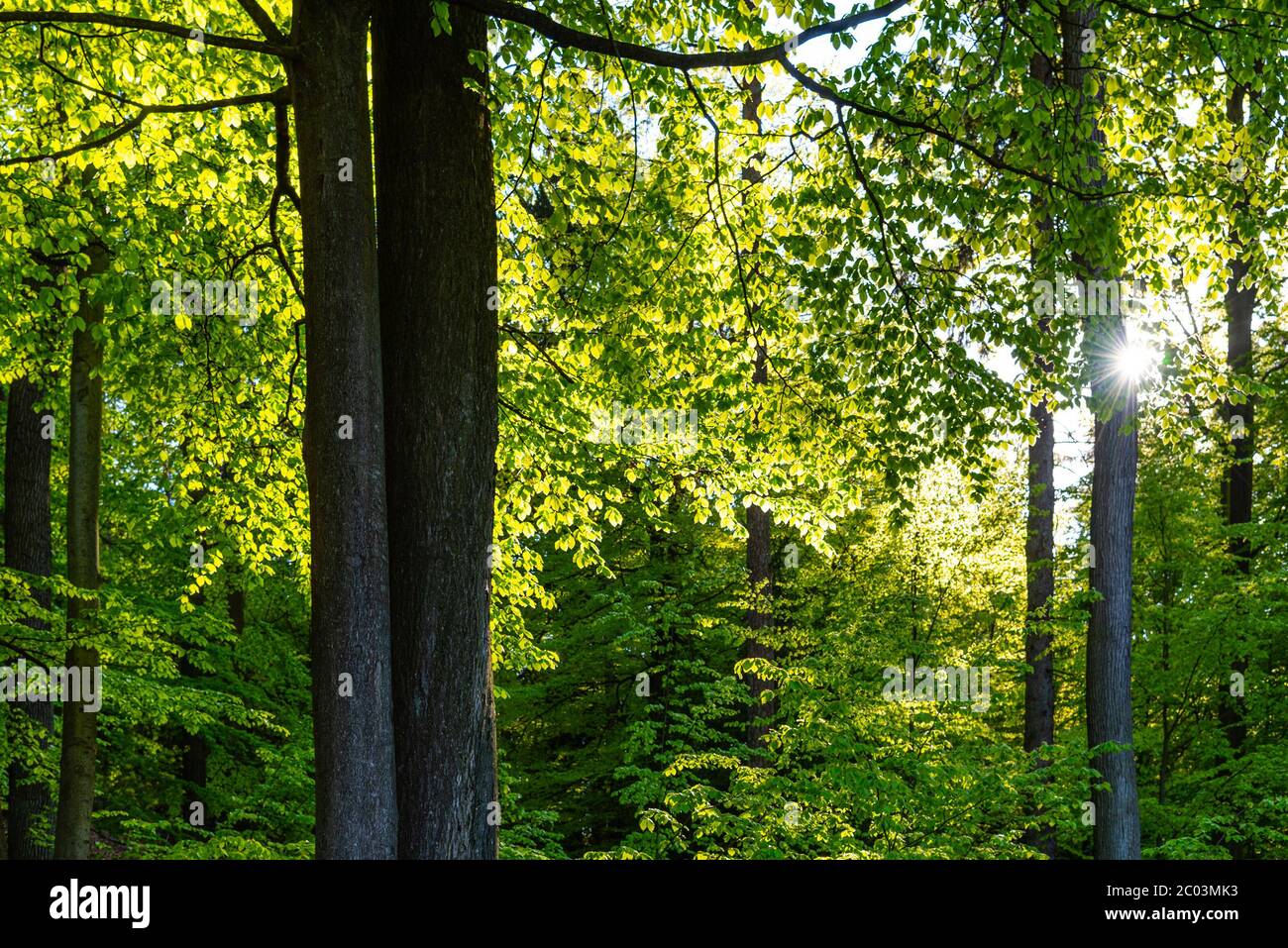 Lush spring forest greenery. Bottom view of decidious tree illuminate ...