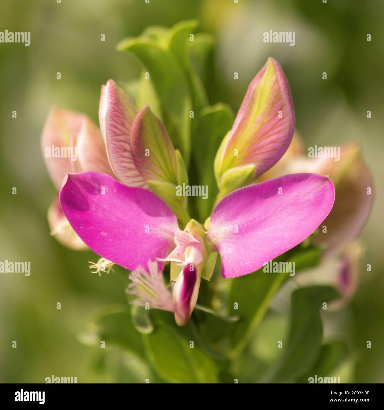 Delicate flower hi-res stock photography and images - Alamy