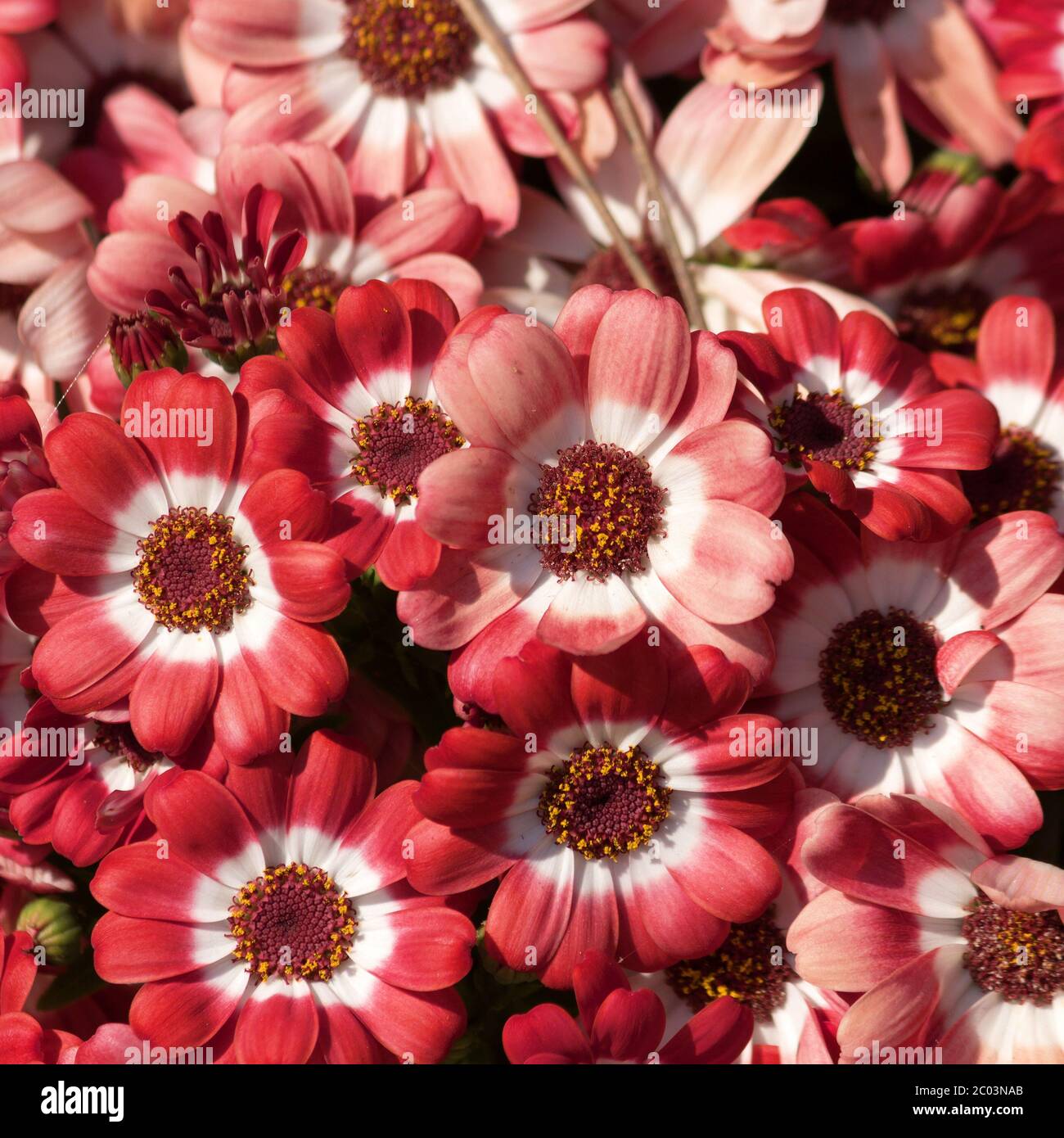 Red flowers sea Stock Photo - Alamy