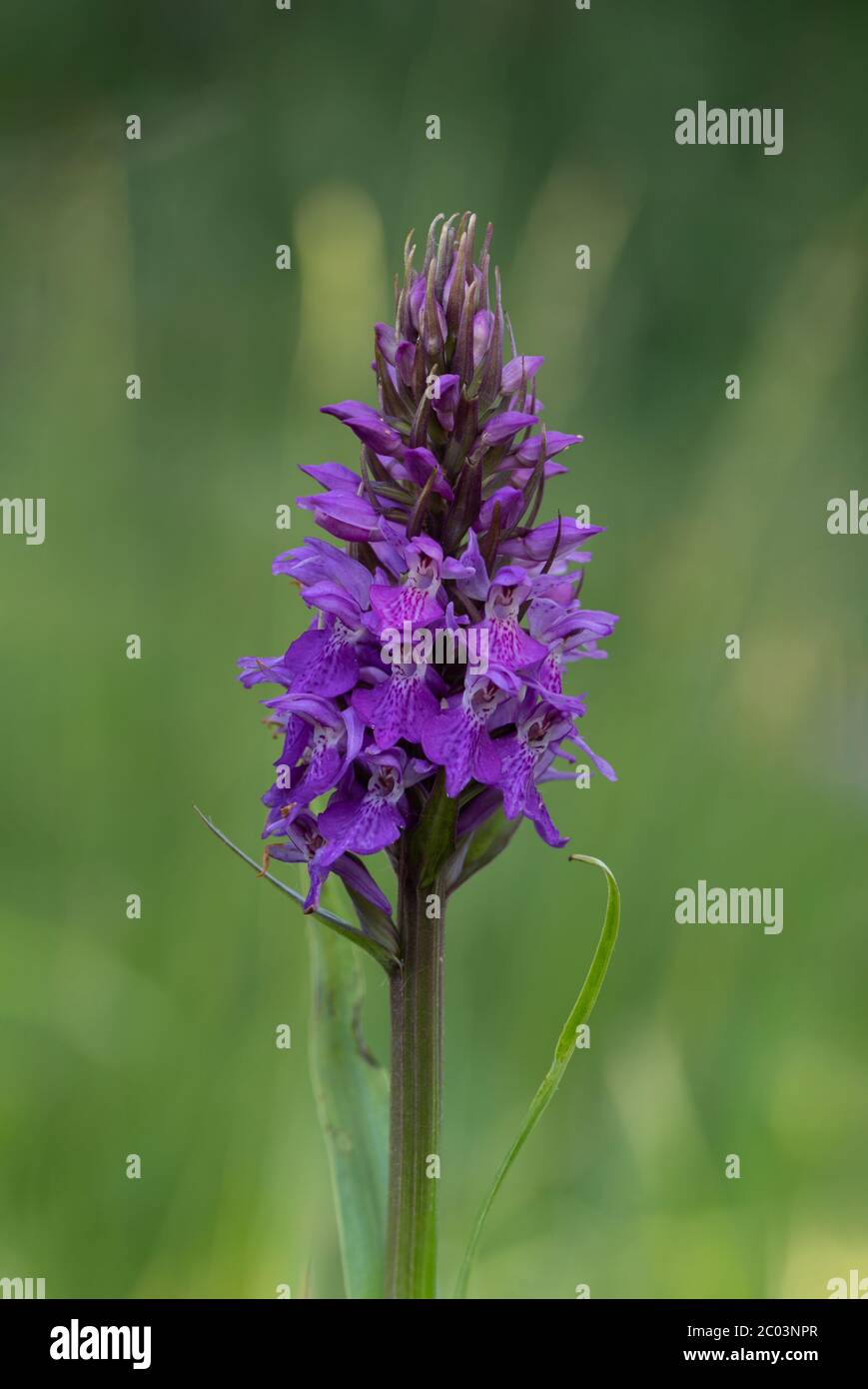 Southern Marsh Orchid Stock Photo - Alamy