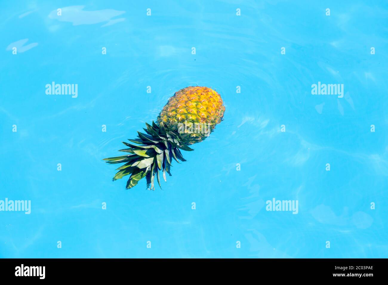 Pineapple floating in the water of a pool Stock Photo - Alamy