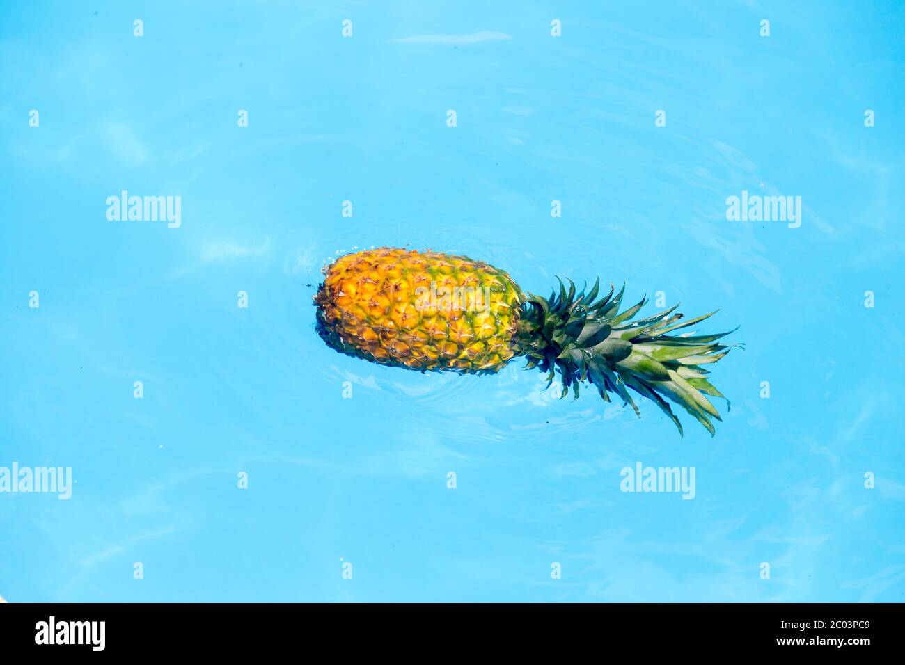 Pineapple floating in the water of a pool Stock Photo - Alamy