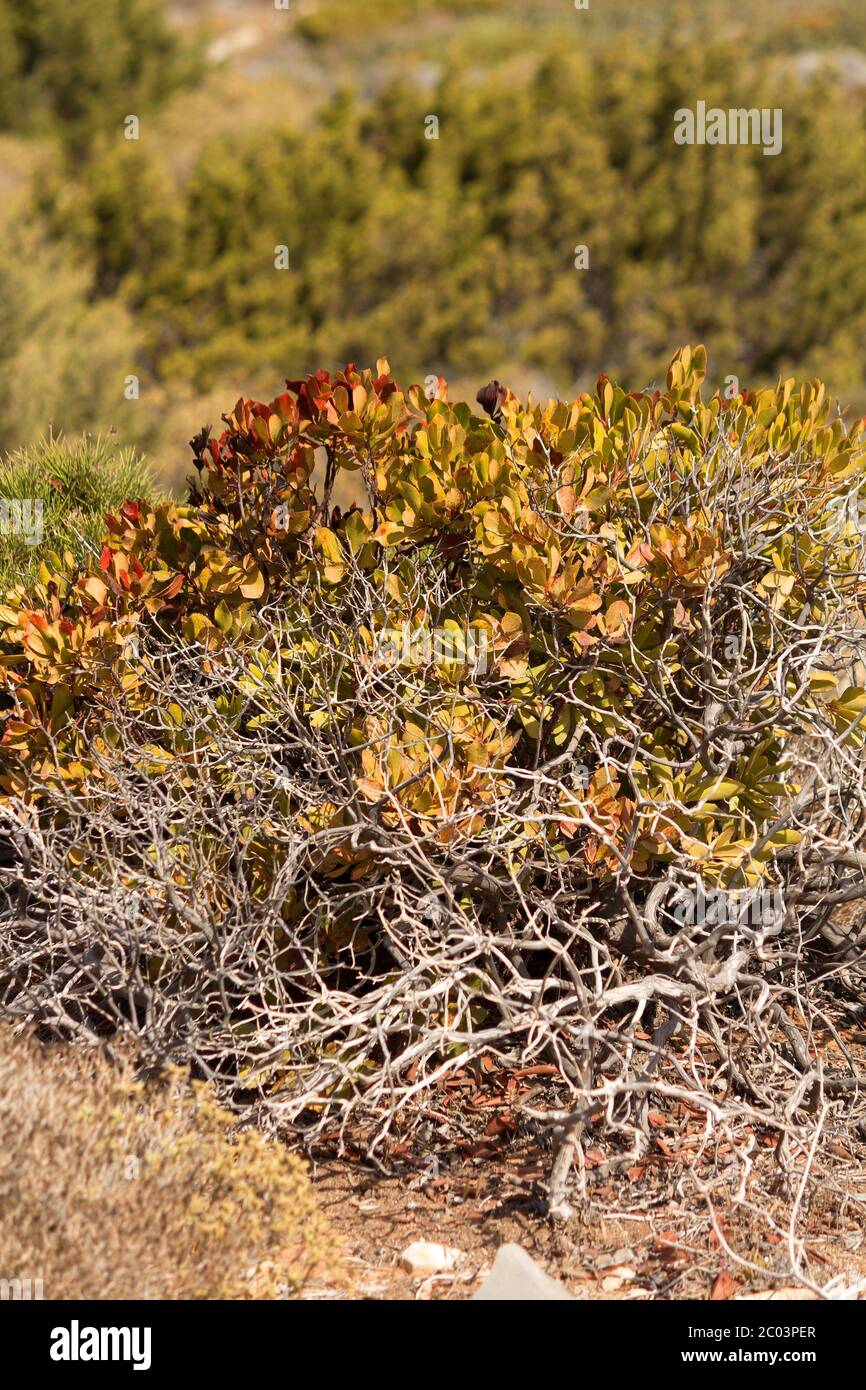 Colorful shrubs hi-res stock photography and images - Alamy