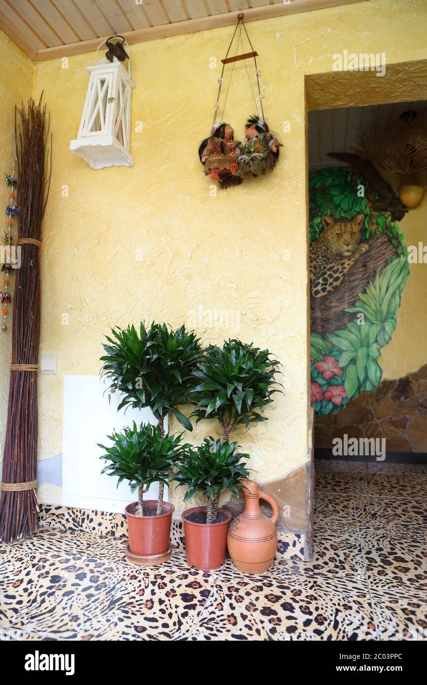 Green dragon tree in цветосчном a pot and a decora Stock Photo - Alamy