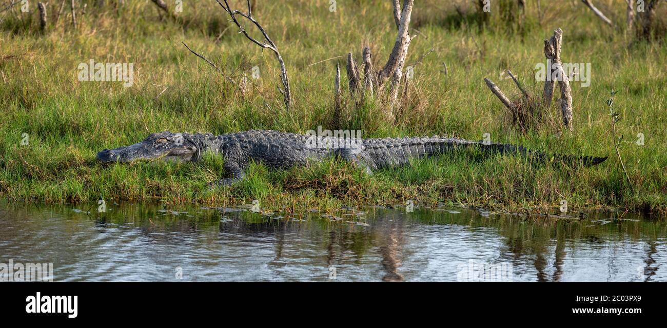 Alligator mating hi-res stock photography and images - Alamy