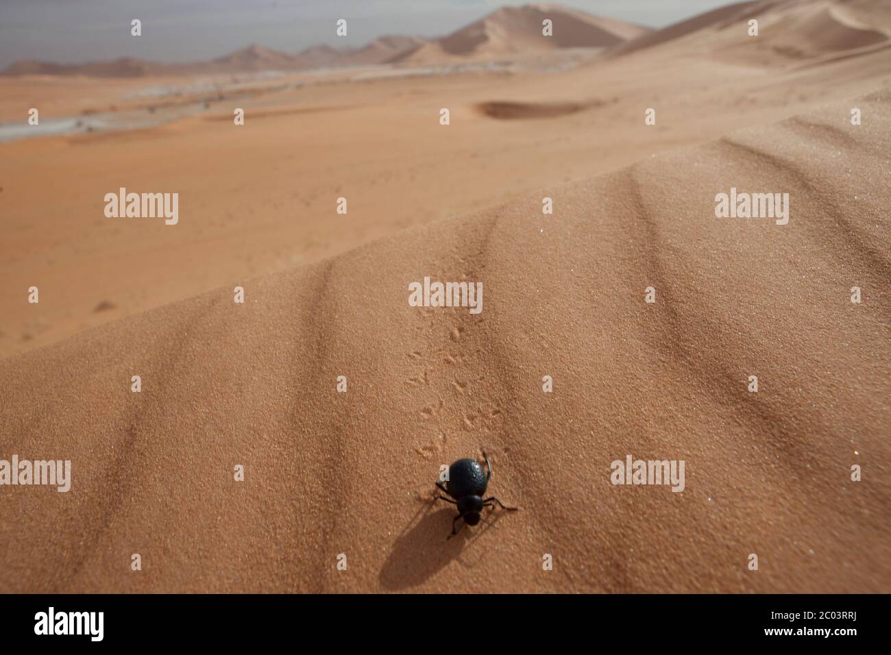Desert beetle on sand dunes in the Sahara desert, North Africa Stock ...