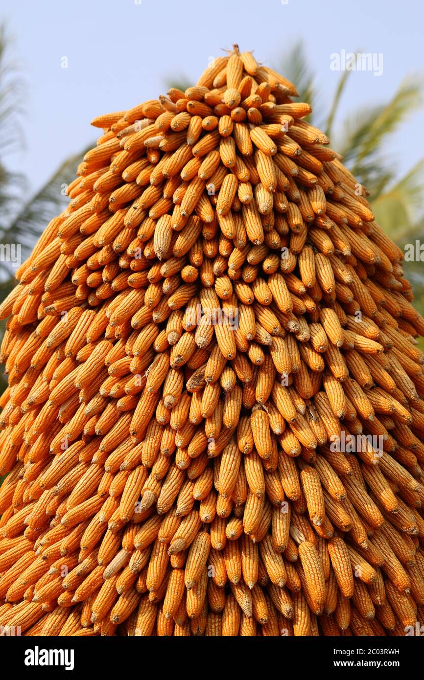 large statue of corn Stock Photo - Alamy