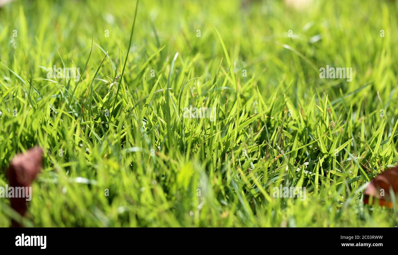 beautiful lawn green grass Stock Photo - Alamy