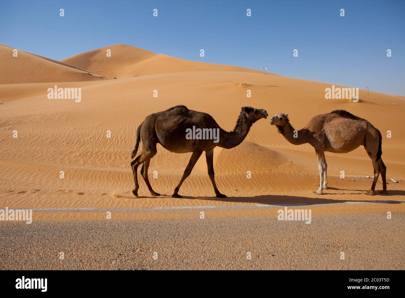 Dromedary camels in the Sahara desert, North Africa Stock Photo - Alamy