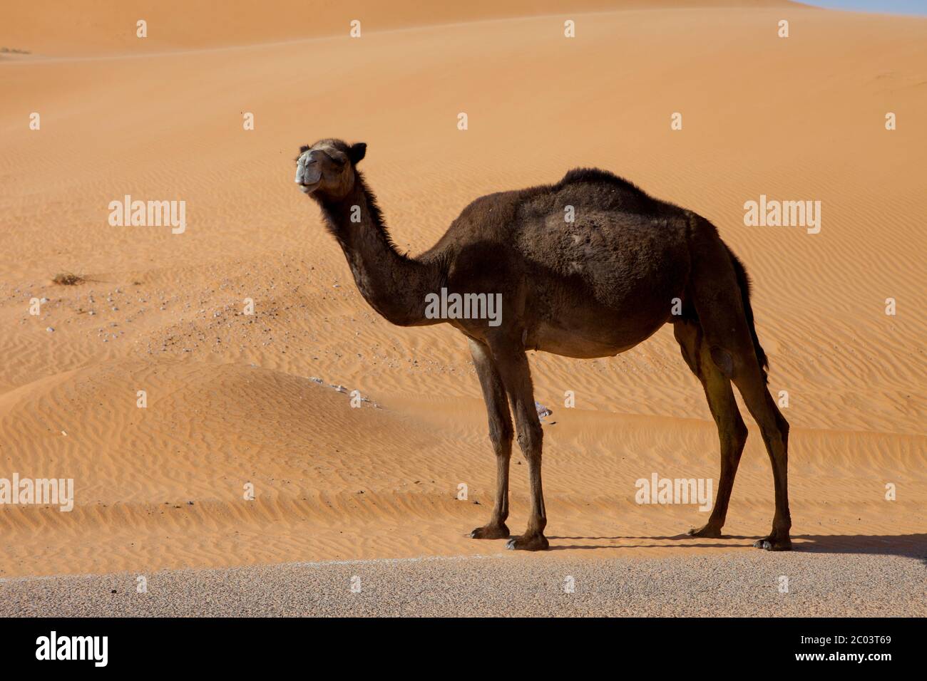 Dromedary camels in the Sahara desert, North Africa Stock Photo - Alamy