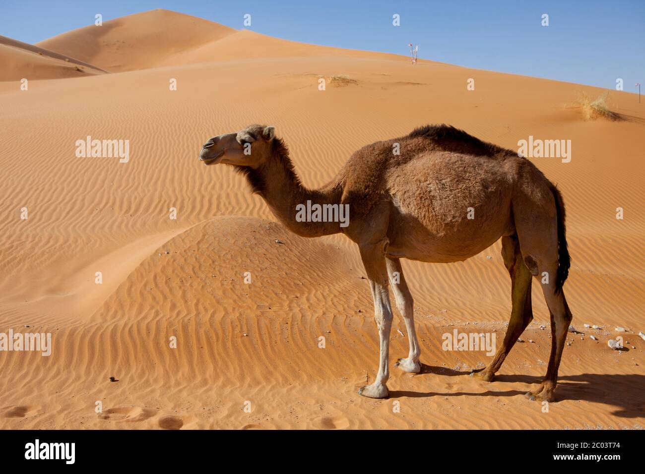 Dromedary camels in the Sahara desert, North Africa Stock Photo - Alamy