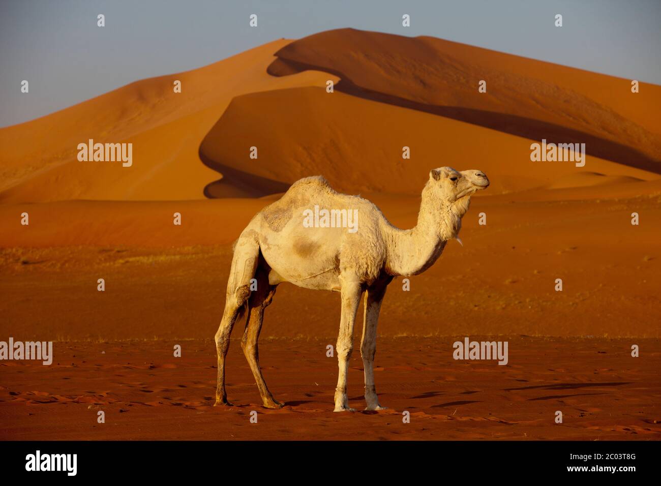 Dromedary camels in the Sahara desert, North Africa Stock Photo - Alamy