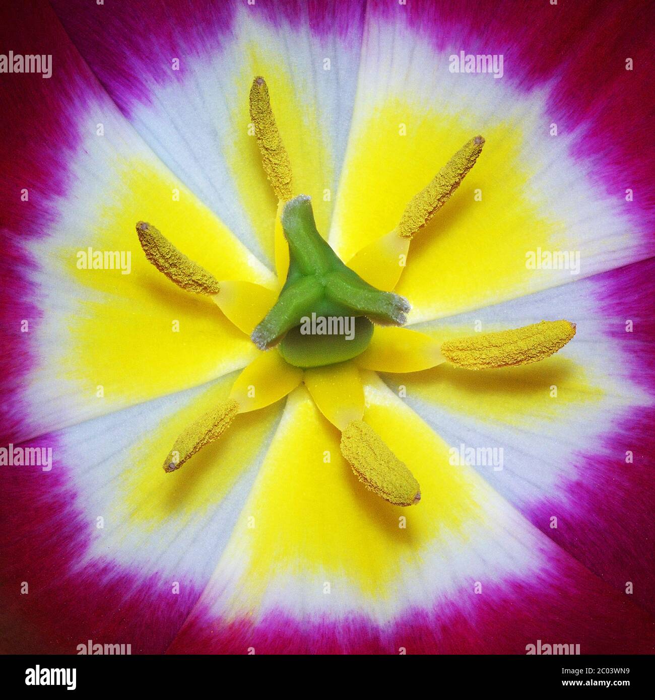 Ovary and stamens - Tulip Stock Photo - Alamy
