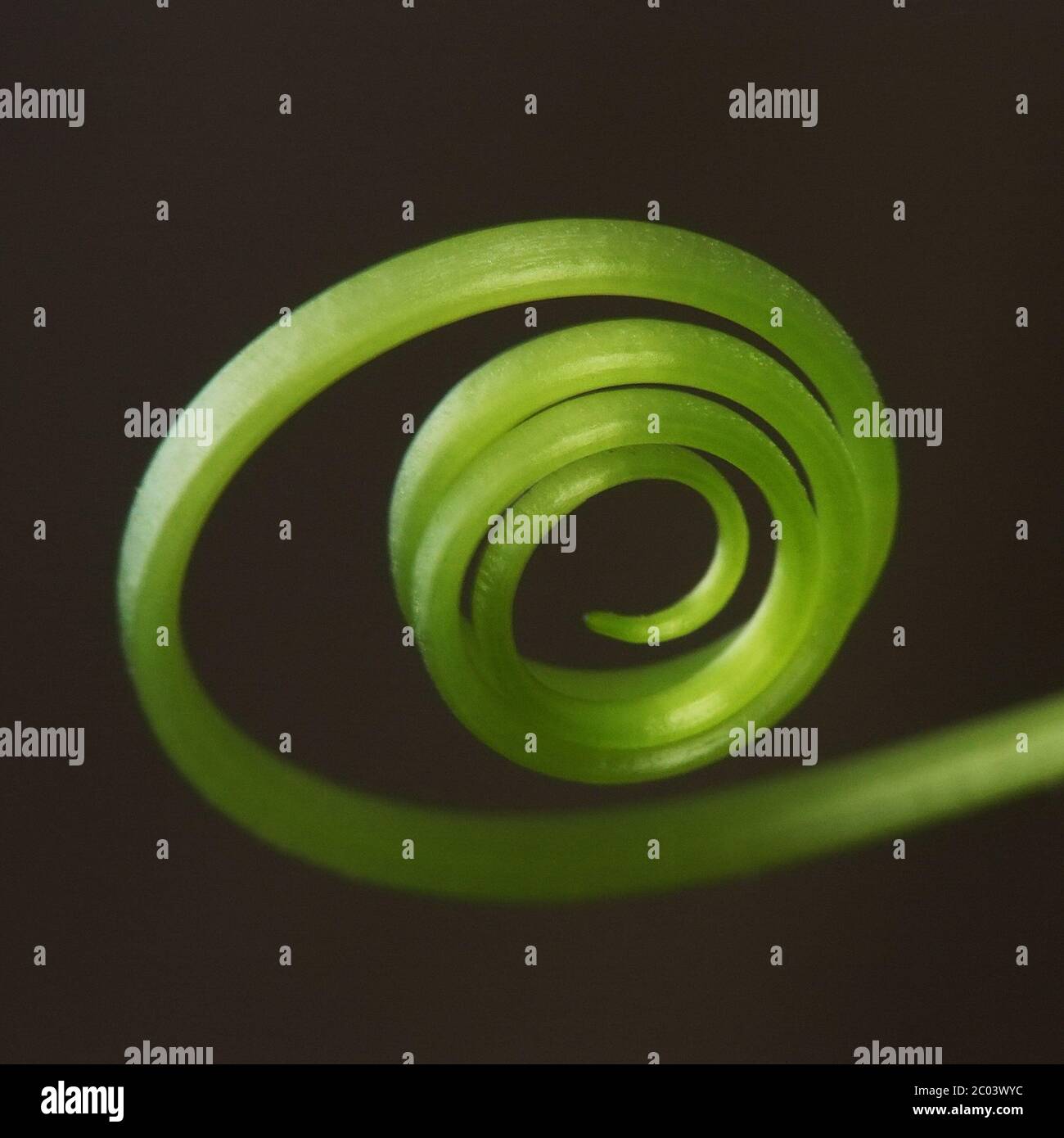 Loop Plant - Macro Stock Photo - Alamy