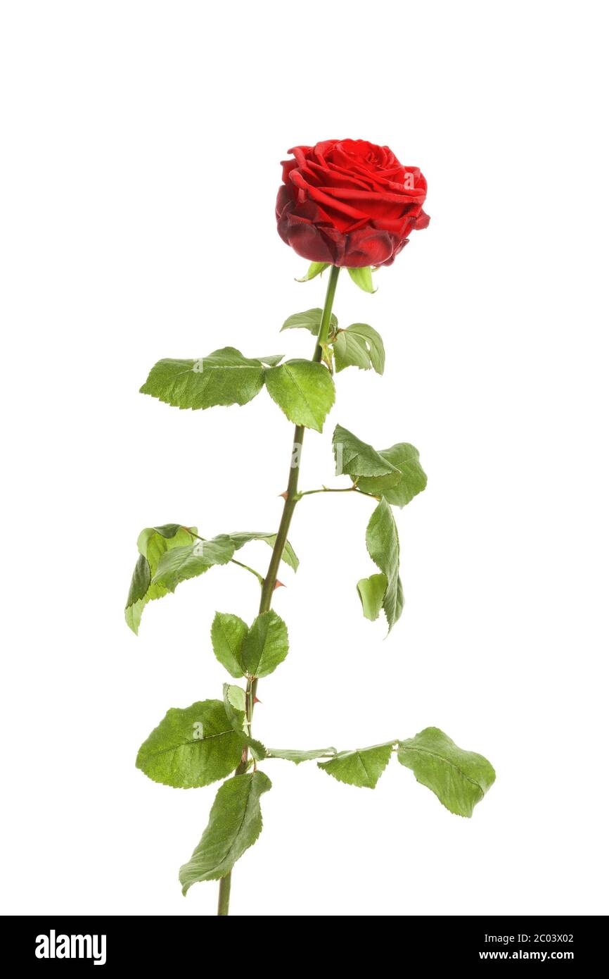 Red rose with leaf Cut Out Stock Images & Pictures - Alamy