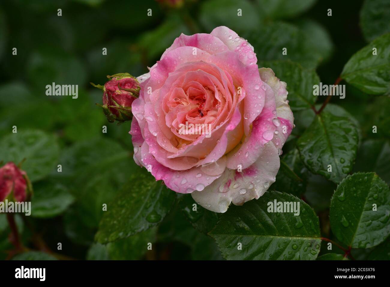 Lovely and romantic blooms of the Hybrid Tea rose cultivar 'Double ...