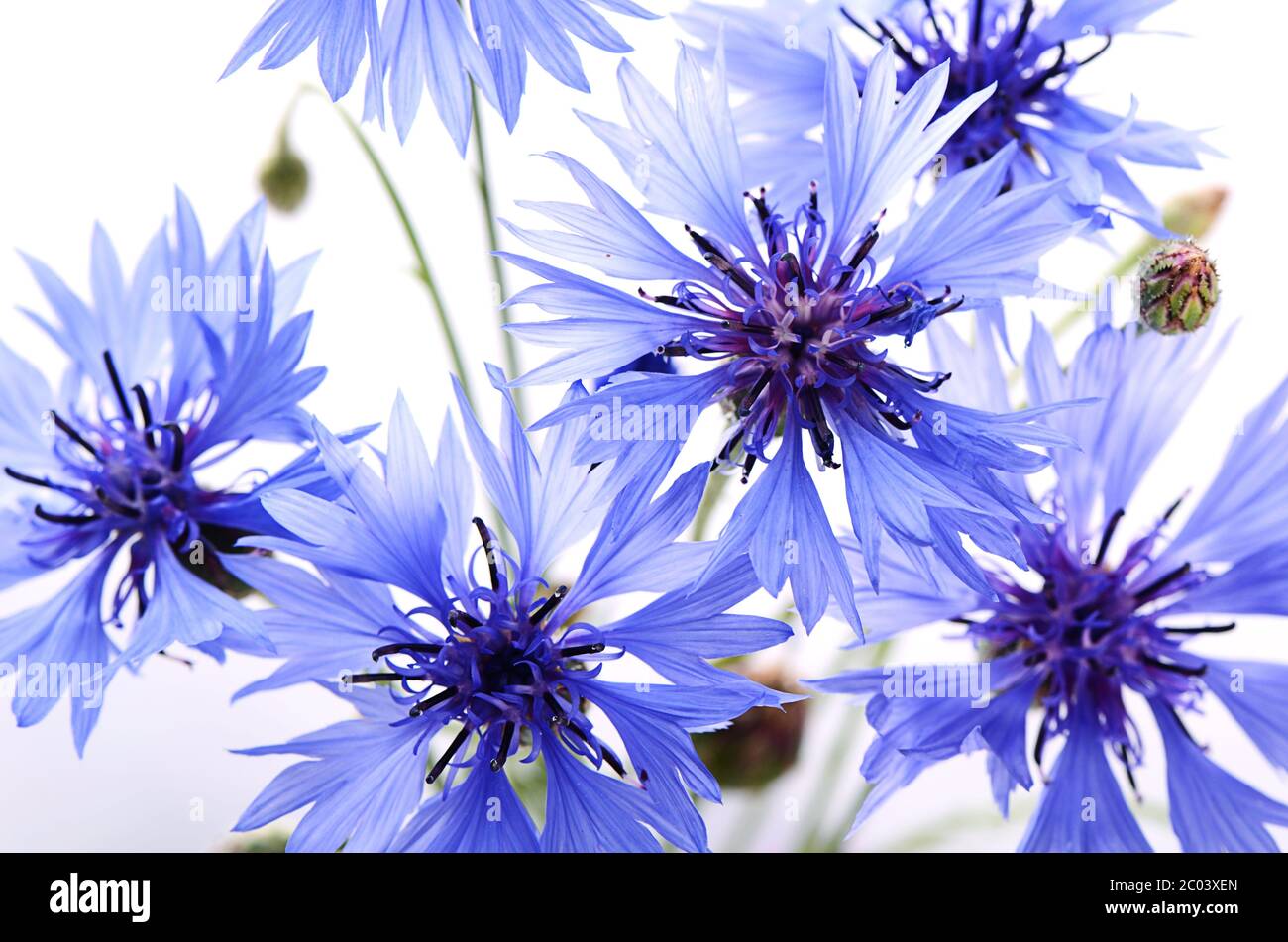 The beautiful cornflower isolated on white Stock Photo - Alamy