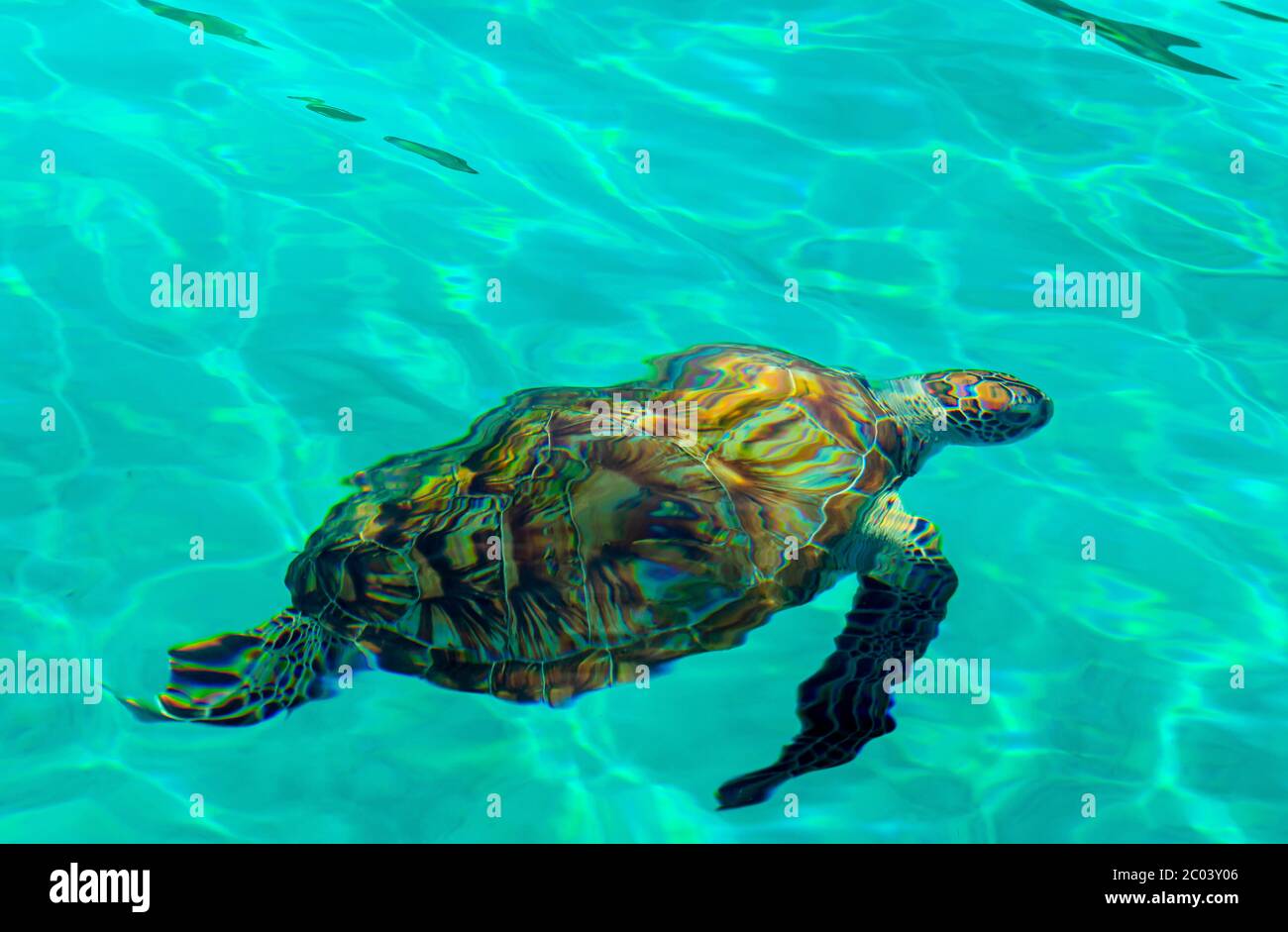 Swimming with the turtles, Redang Island, Malaysia Stock Photo - Alamy