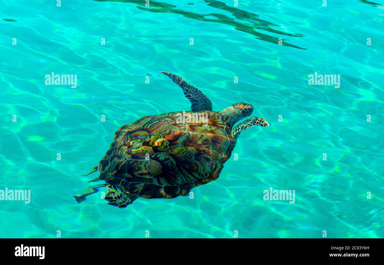 Swimming with the turtles, Redang Island, Malaysia Stock Photo - Alamy