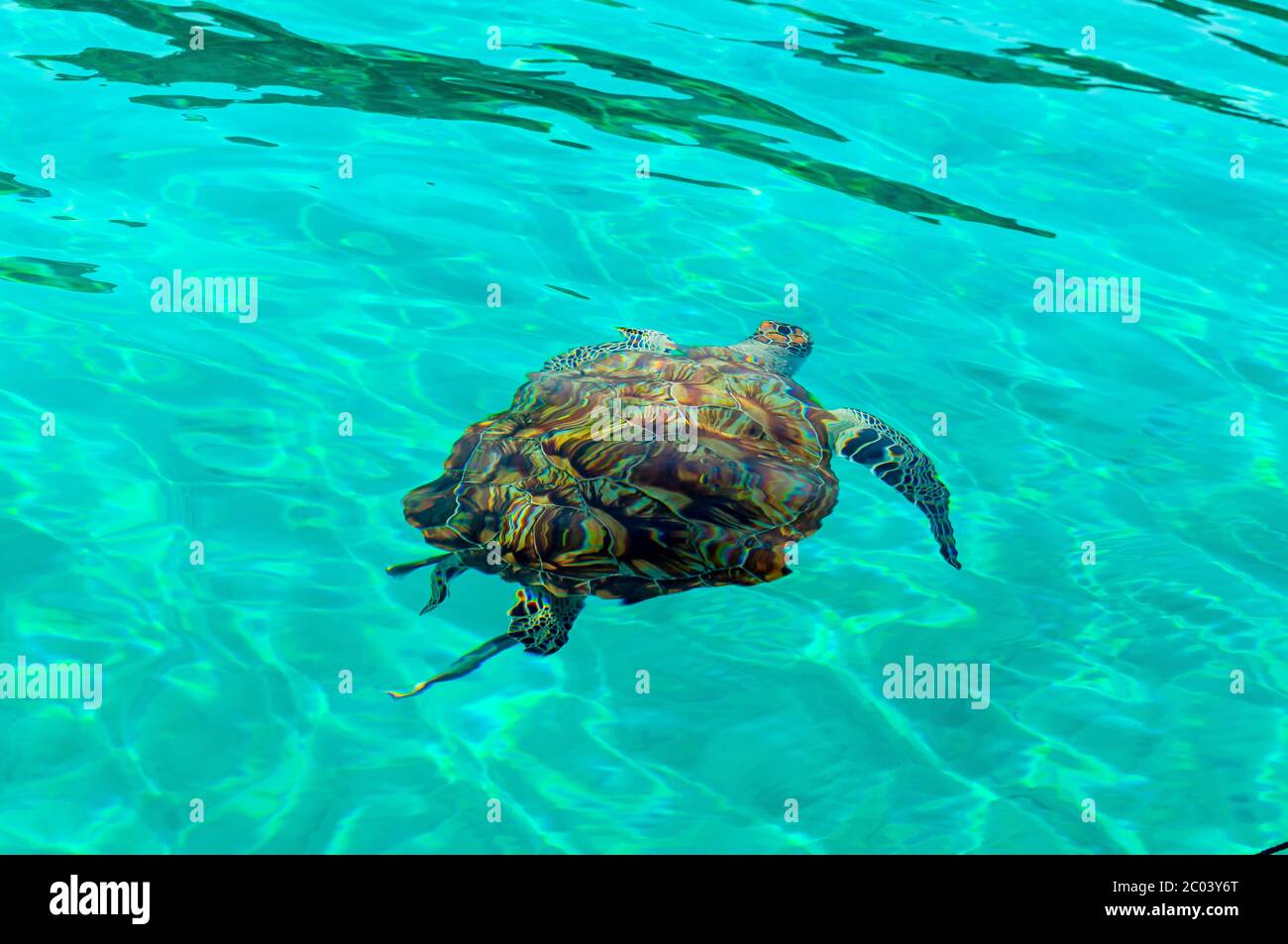 Swimming with the turtles, Redang Island, Malaysia Stock Photo - Alamy