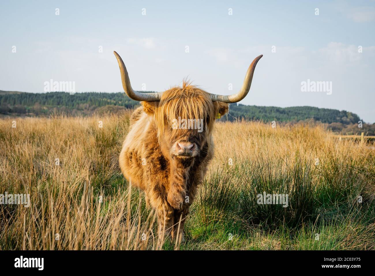Low shot of Scottish highland cow laying down and eating. An highland ...
