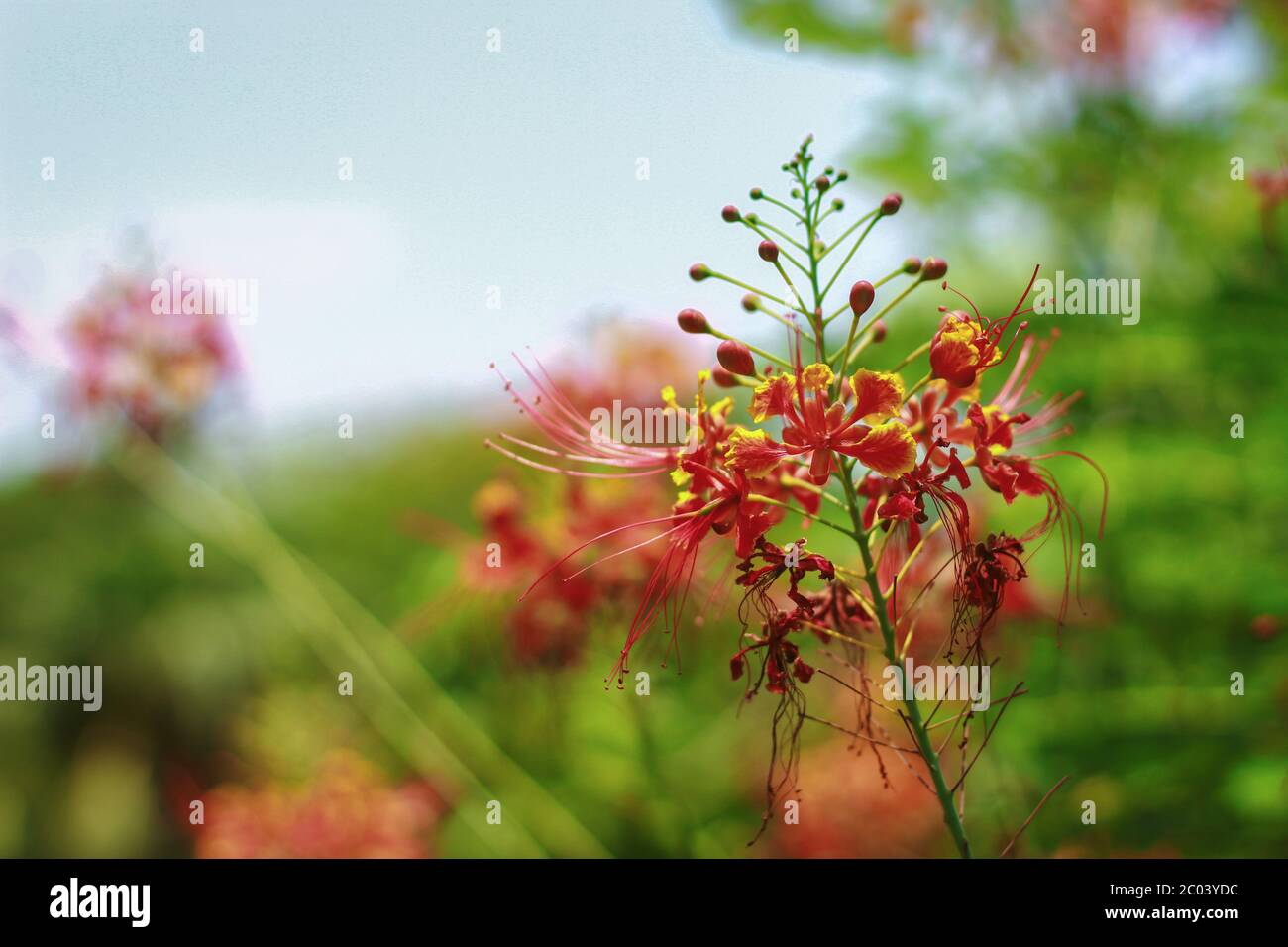 a species of flowering plant in the bean family, subfamily native to ...