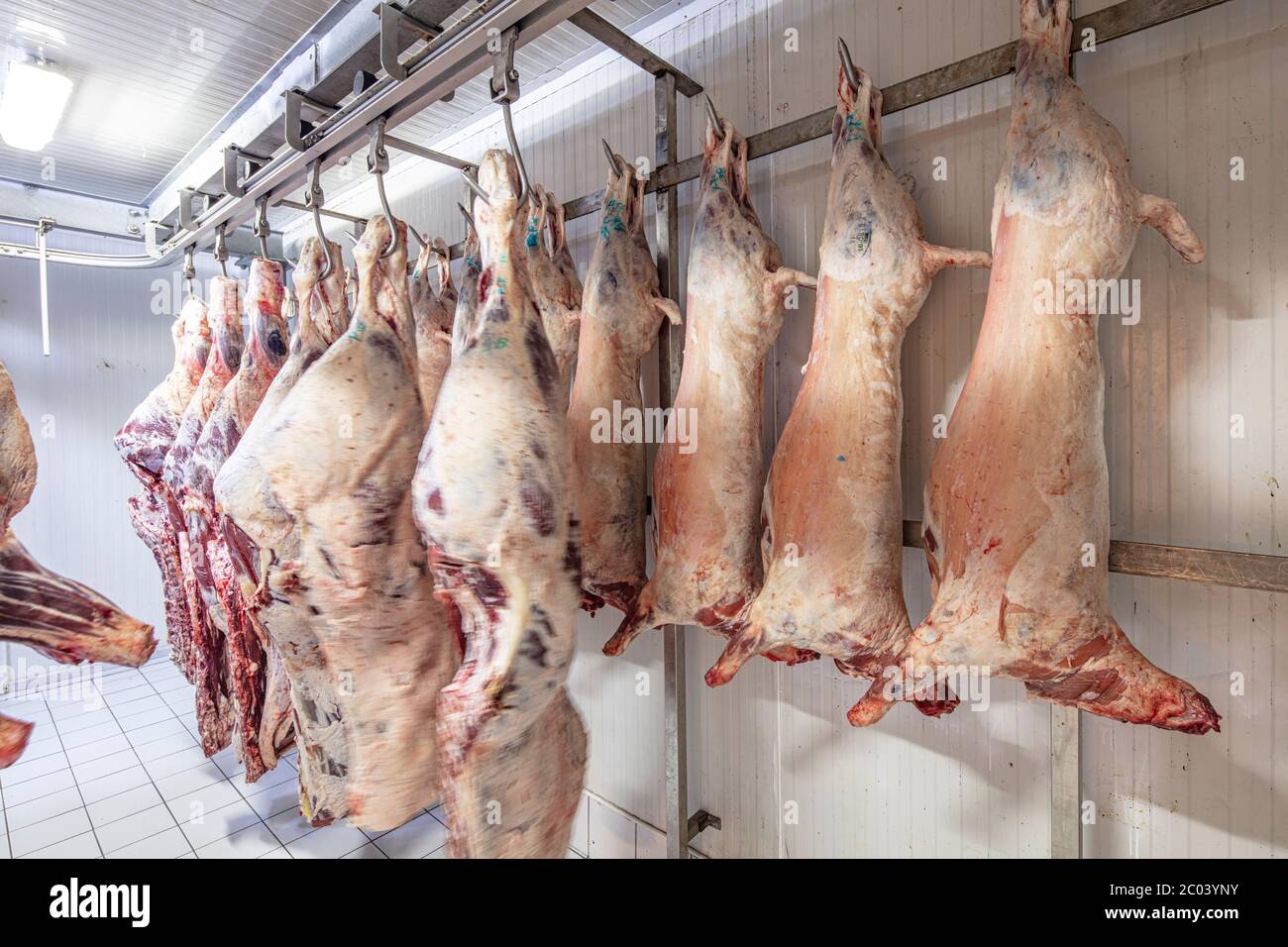 Meat industry,meats hanging in the cold store. Lamb carcasses and ...