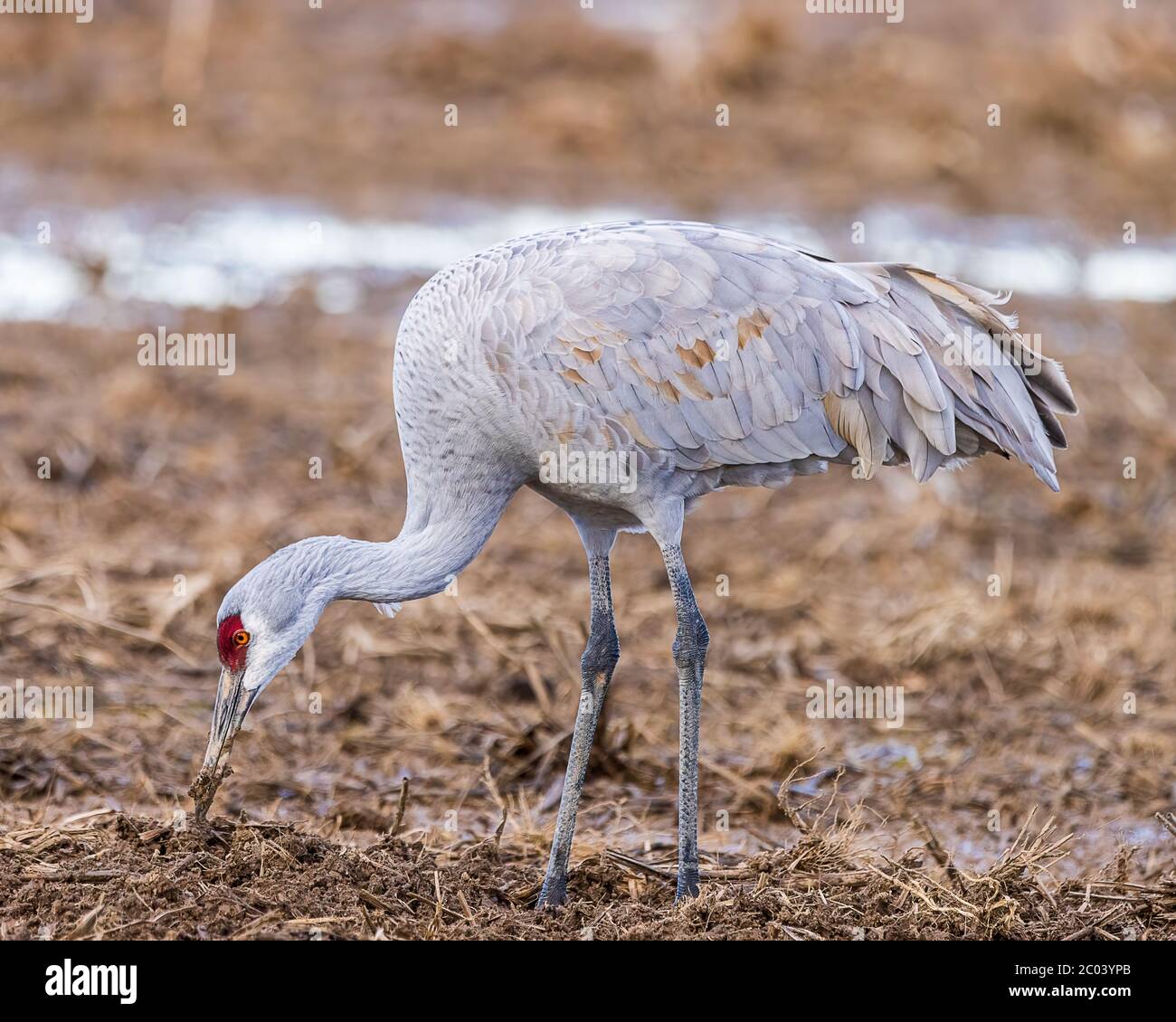 A beautiful sandhill crane feeding in a cornfield Stock Photo - Alamy