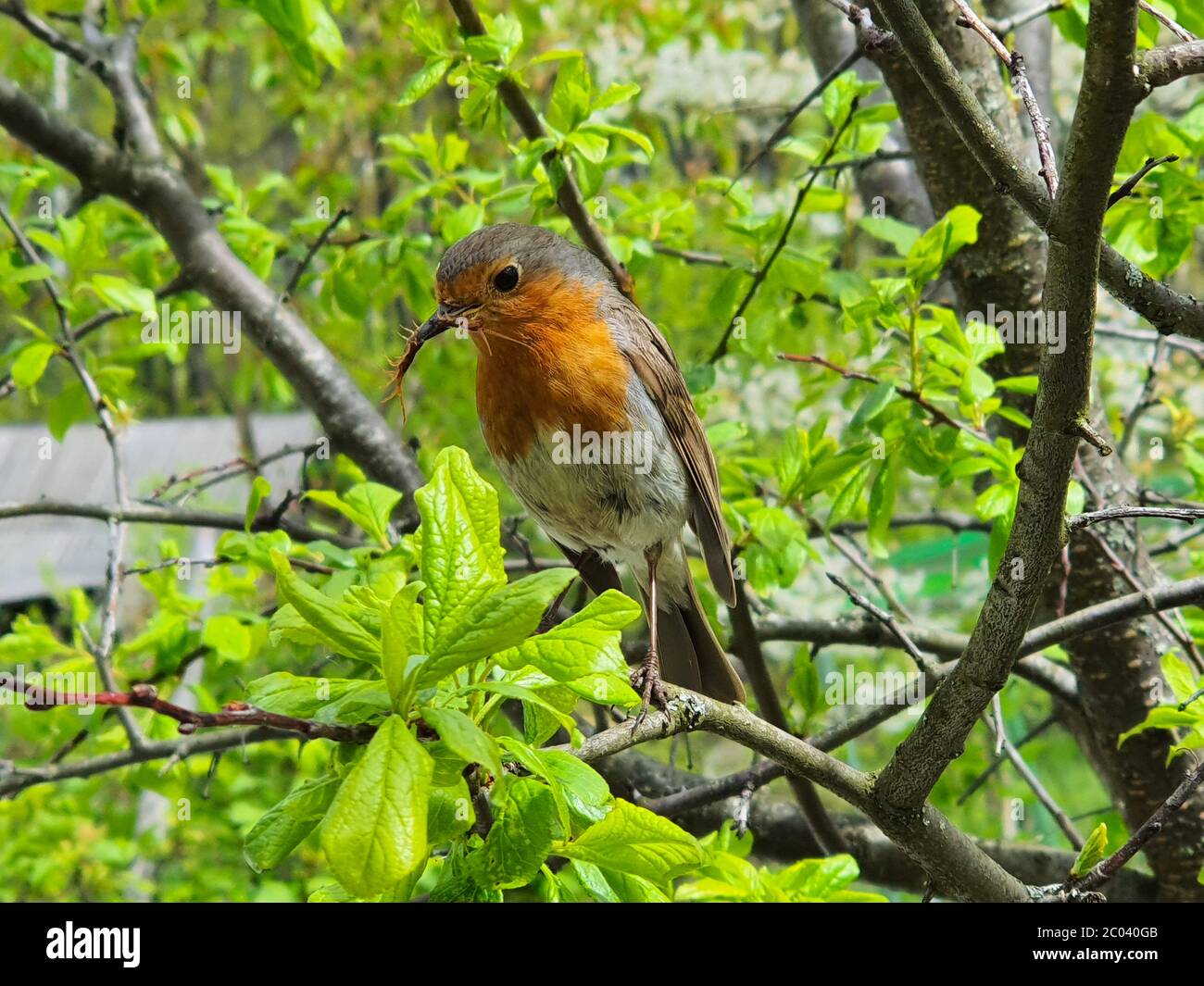 A bird on a tree holds an insect in its beak Stock Photo - Alamy