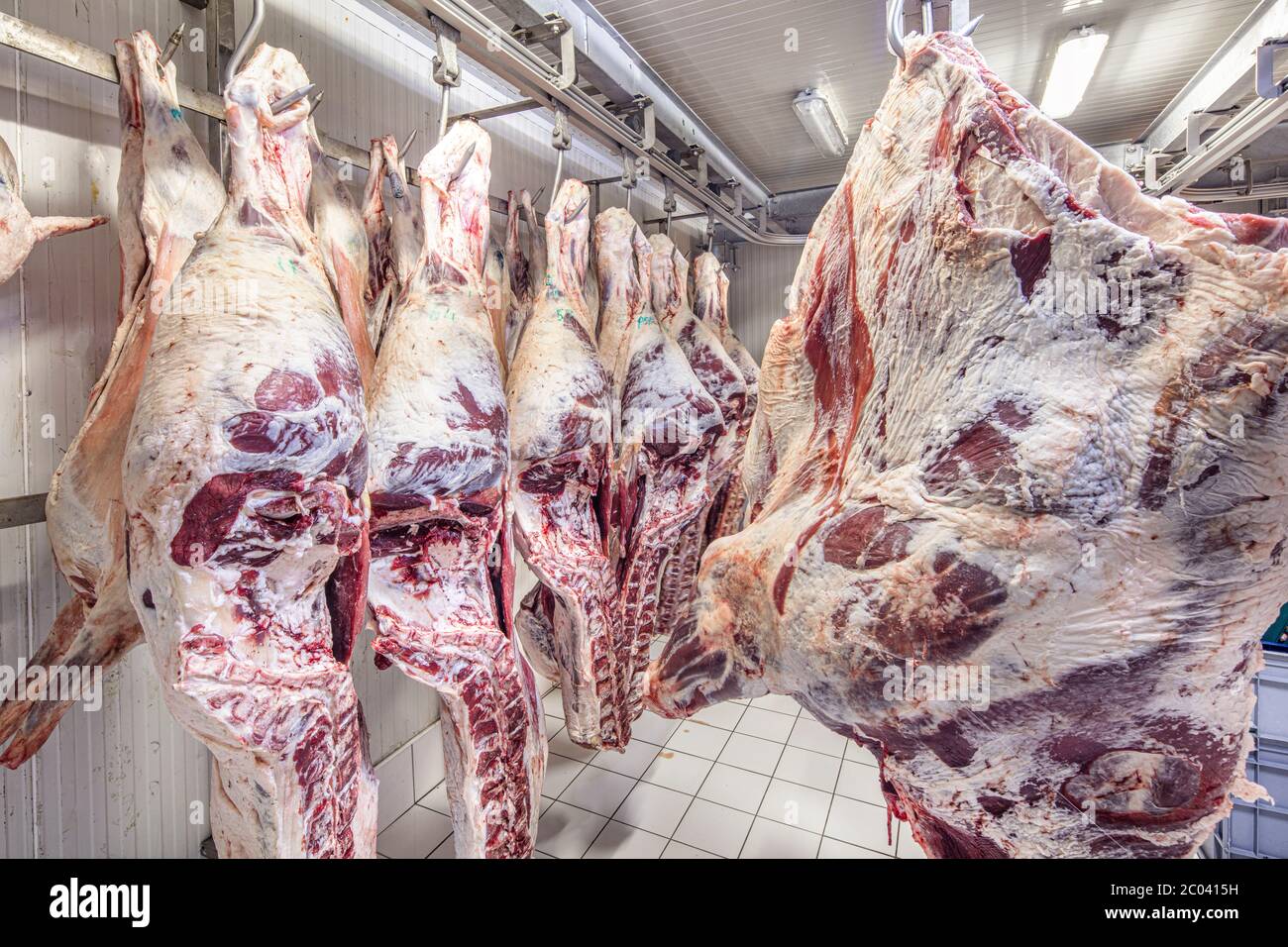 Meat industry,meats hanging in the cold store. Lamb carcasses and ...