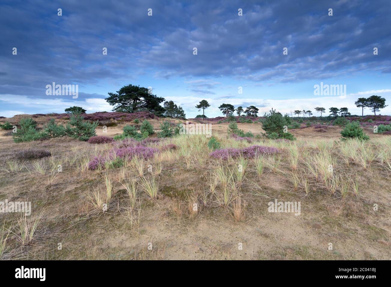 Heather sand hi-res stock photography and images - Alamy
