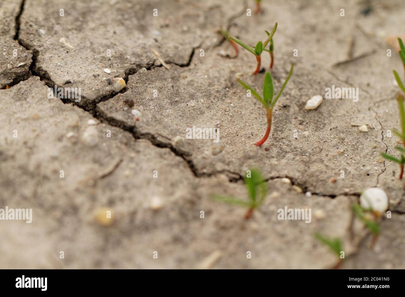 Saline soil hi-res stock photography and images - Alamy