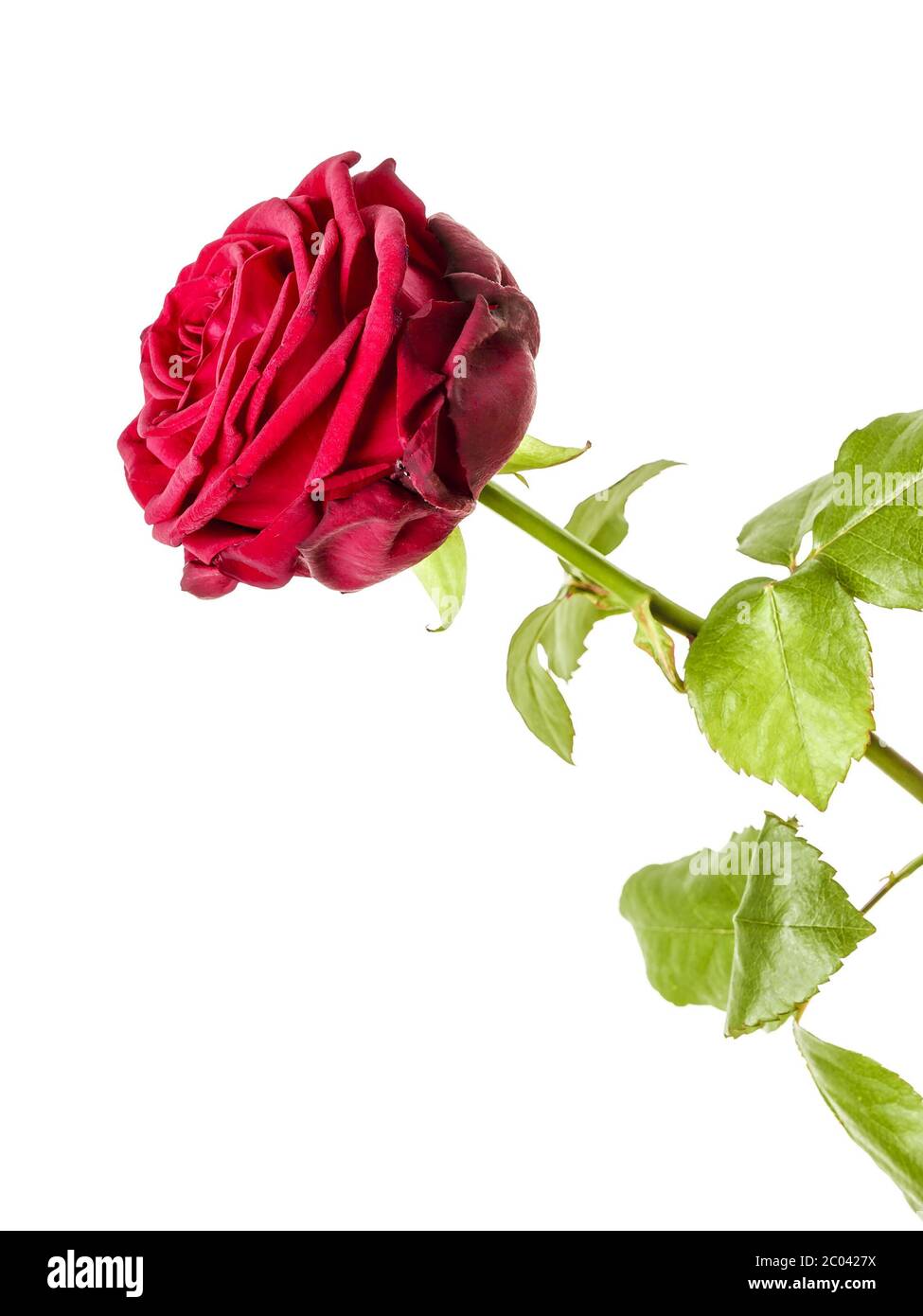White rose love beauty hi-res stock photography and images - Alamy