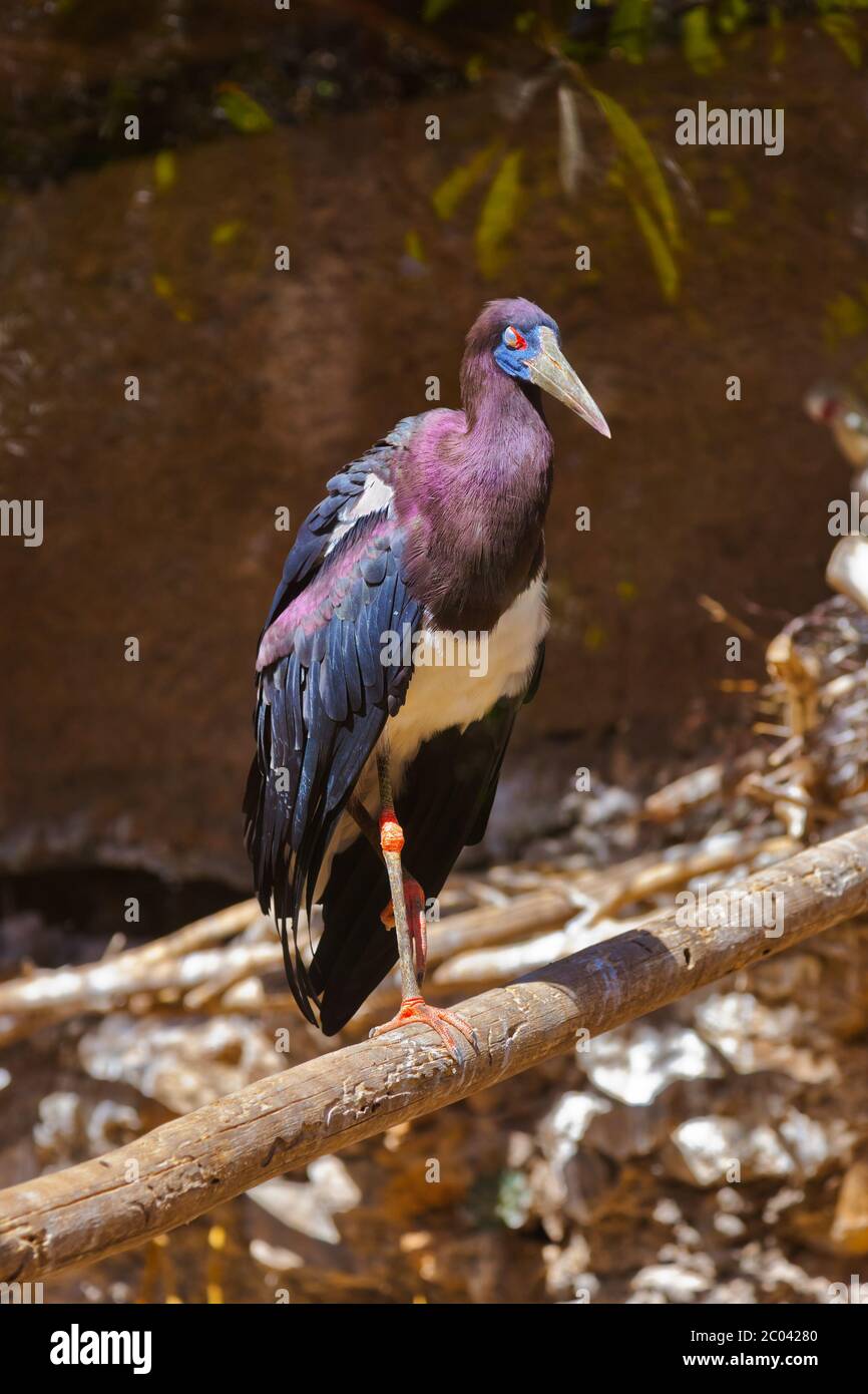 Healthy bird habitat hi-res stock photography and images - Alamy