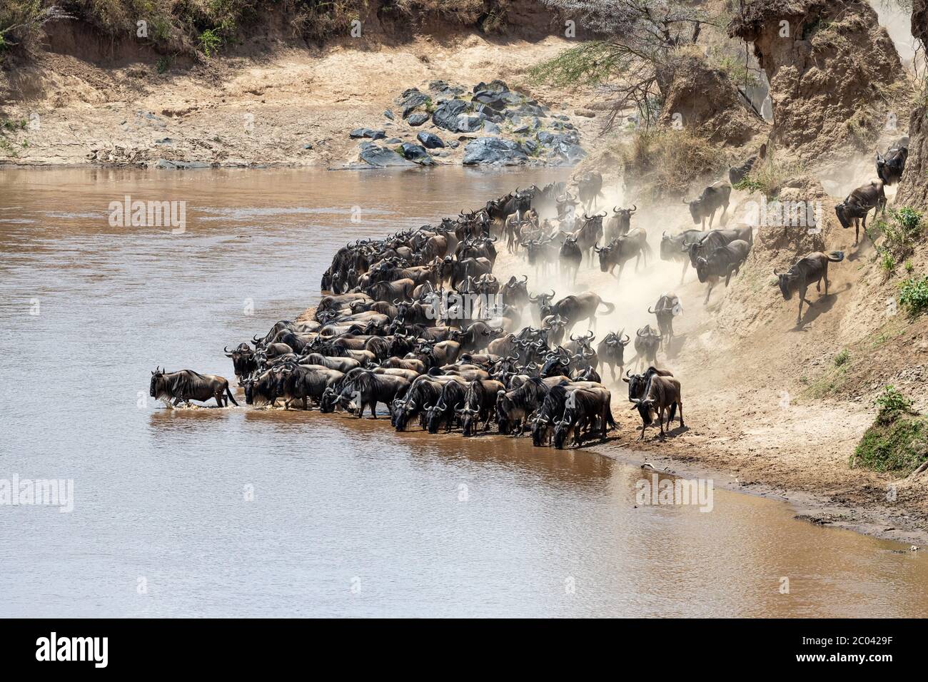 Blue Wildebeest High Resolution Stock Photography and Images - Alamy