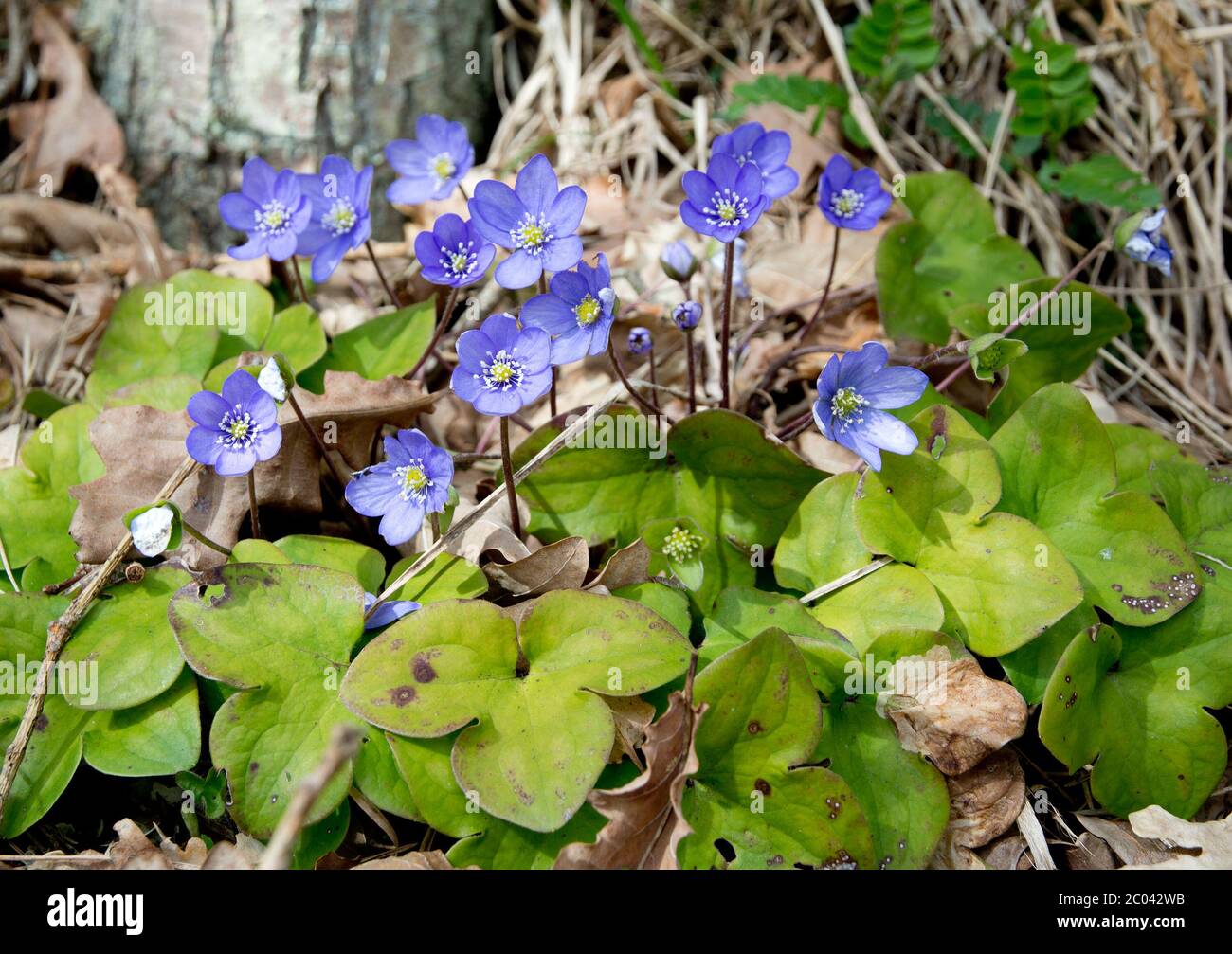 Blue wildflower Hepatica Nobilis Stock Photo - Alamy