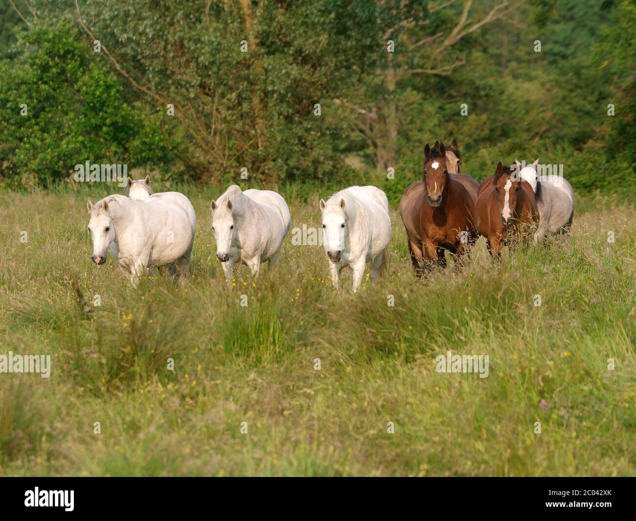 Large native breed hi-res stock photography and images - Alamy