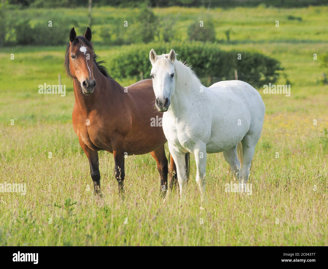 A herd of native ponies in long summer grass Stock Photo - Alamy