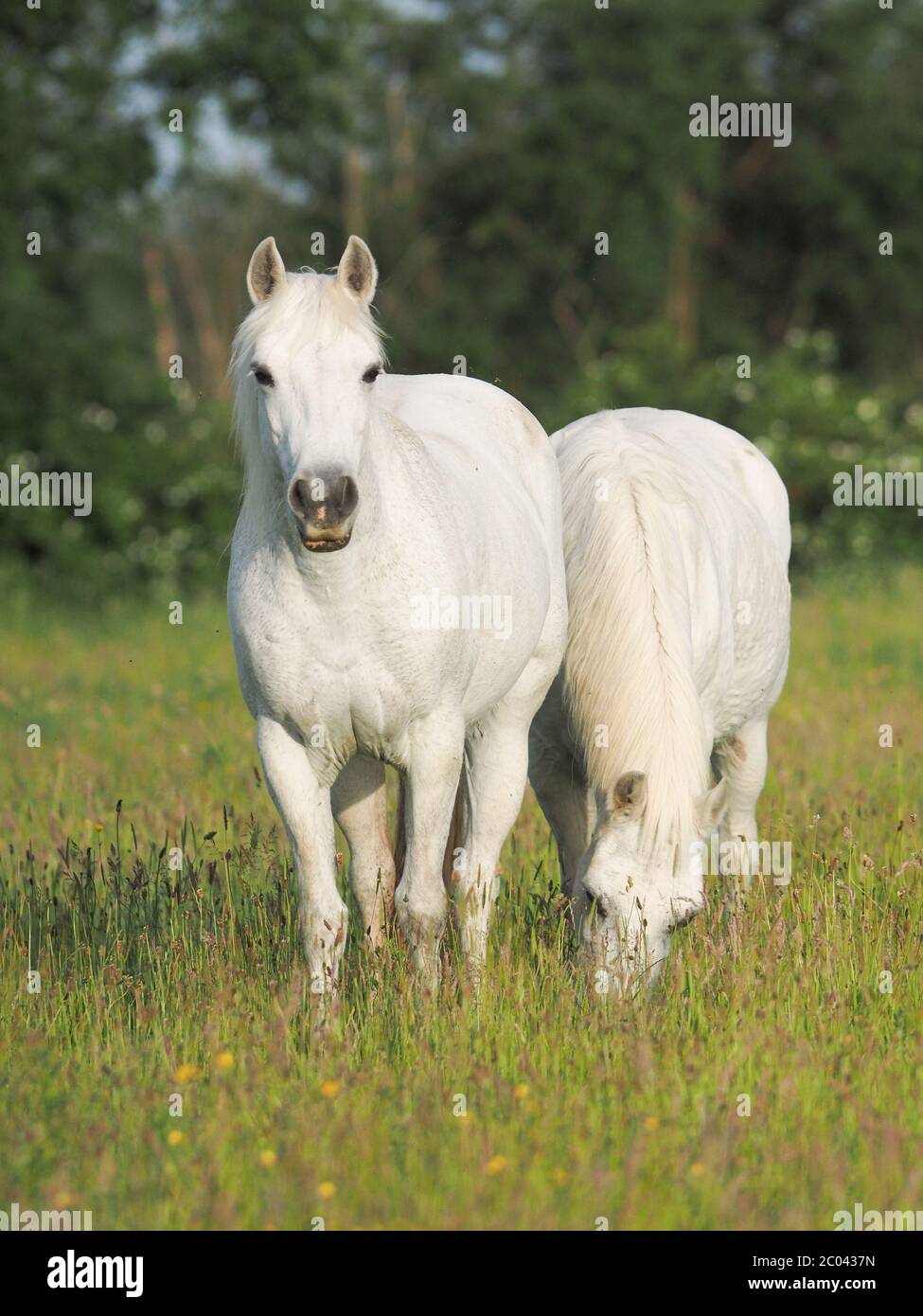 A herd of native ponies in long summer grass Stock Photo - Alamy