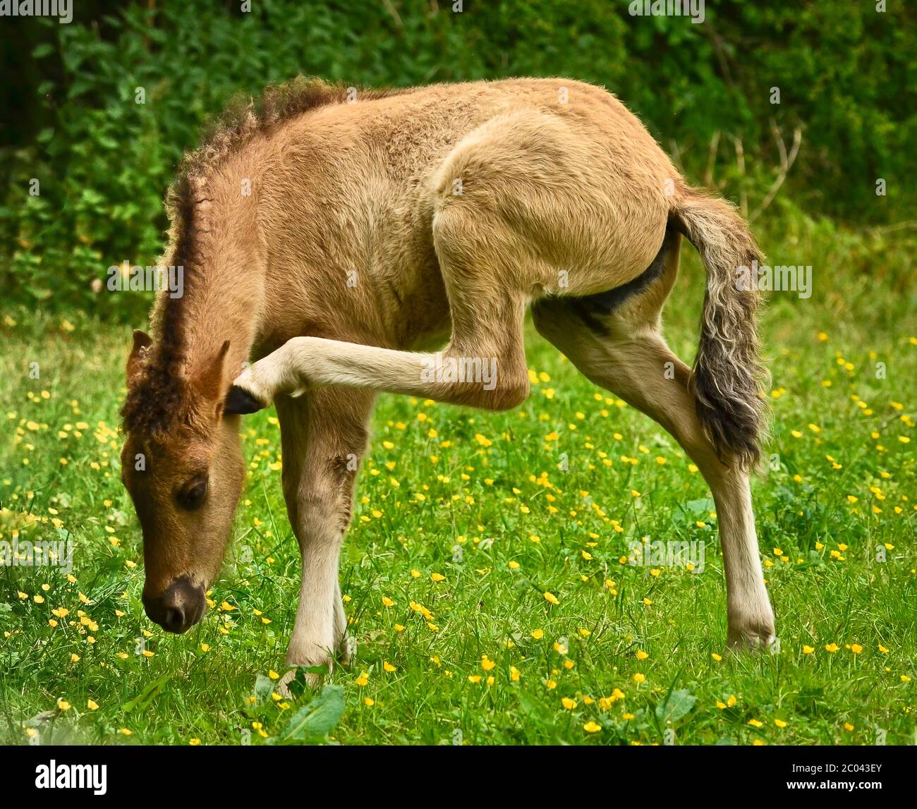 Newborn foal to stand hi-res stock photography and images - Alamy