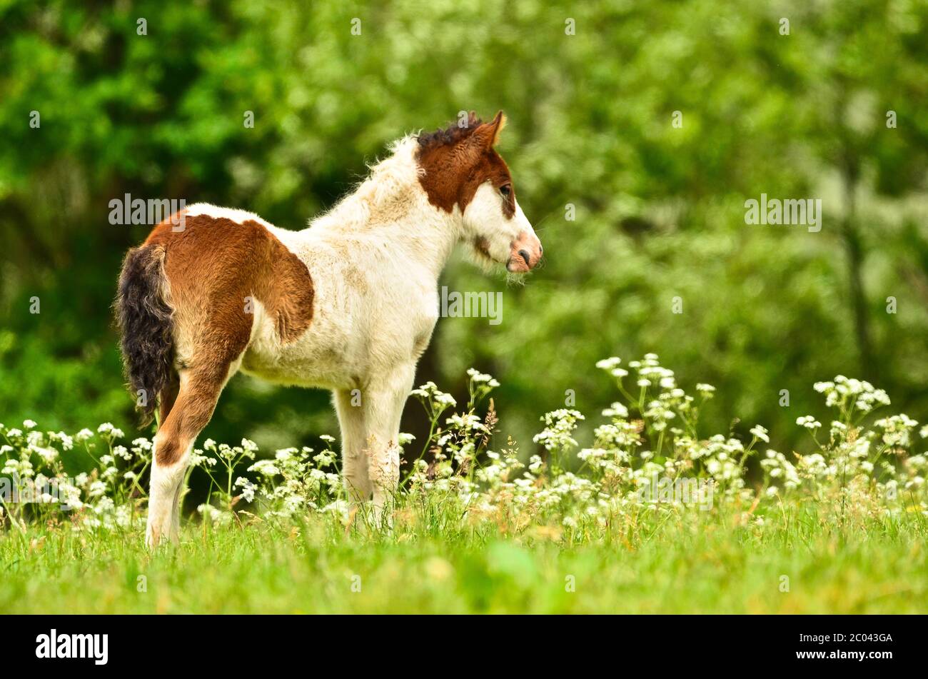 Cute White Baby Foal Horse