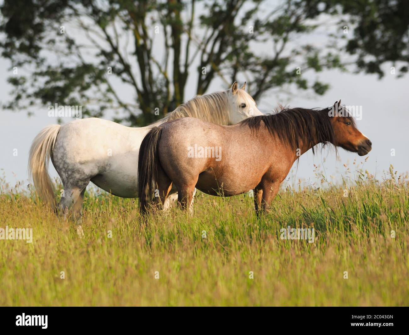 A herd of native ponies in long summer grass Stock Photo - Alamy