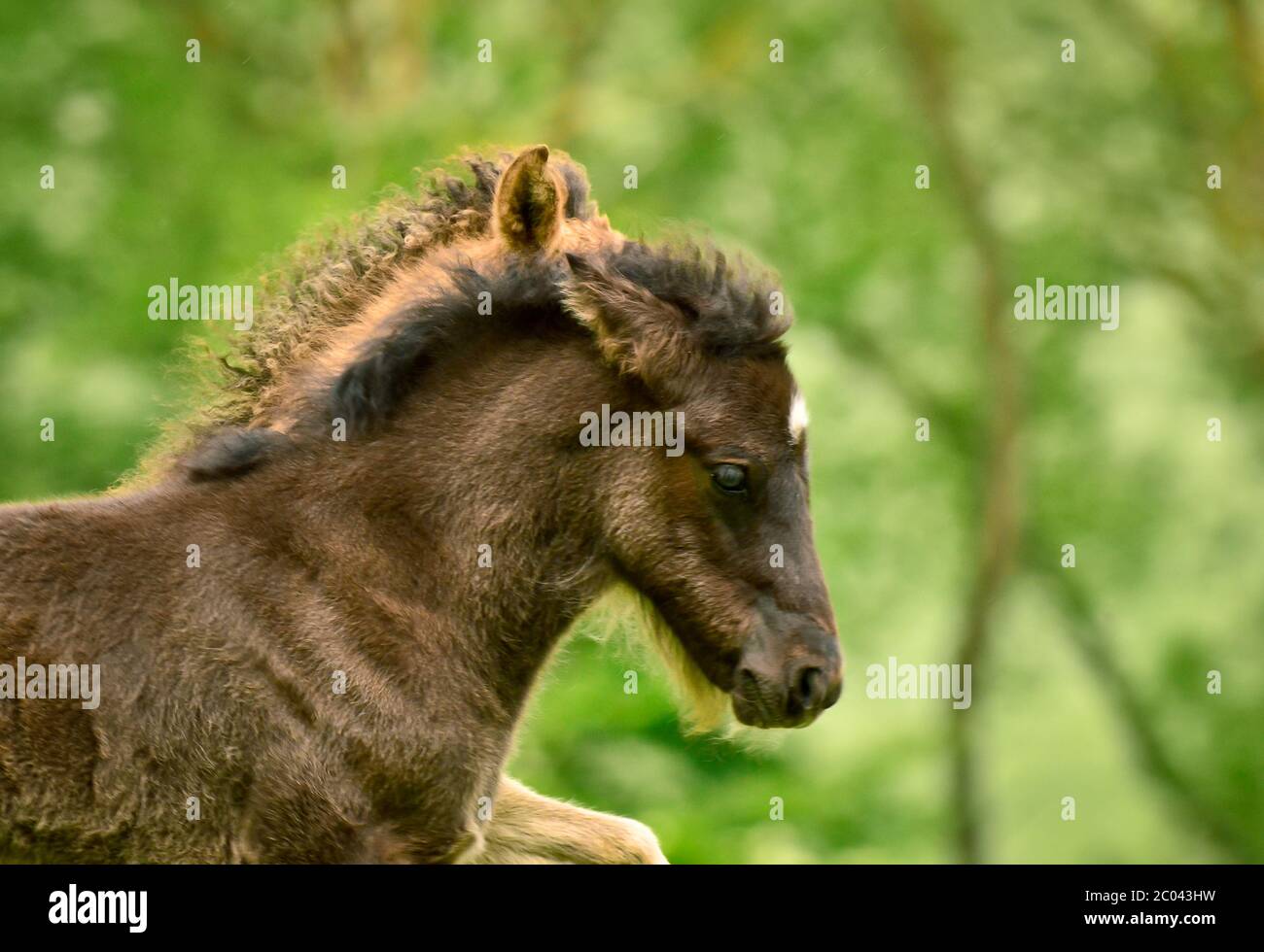 A black and a dun cloloured foal of a icelandic horse are galoping ...