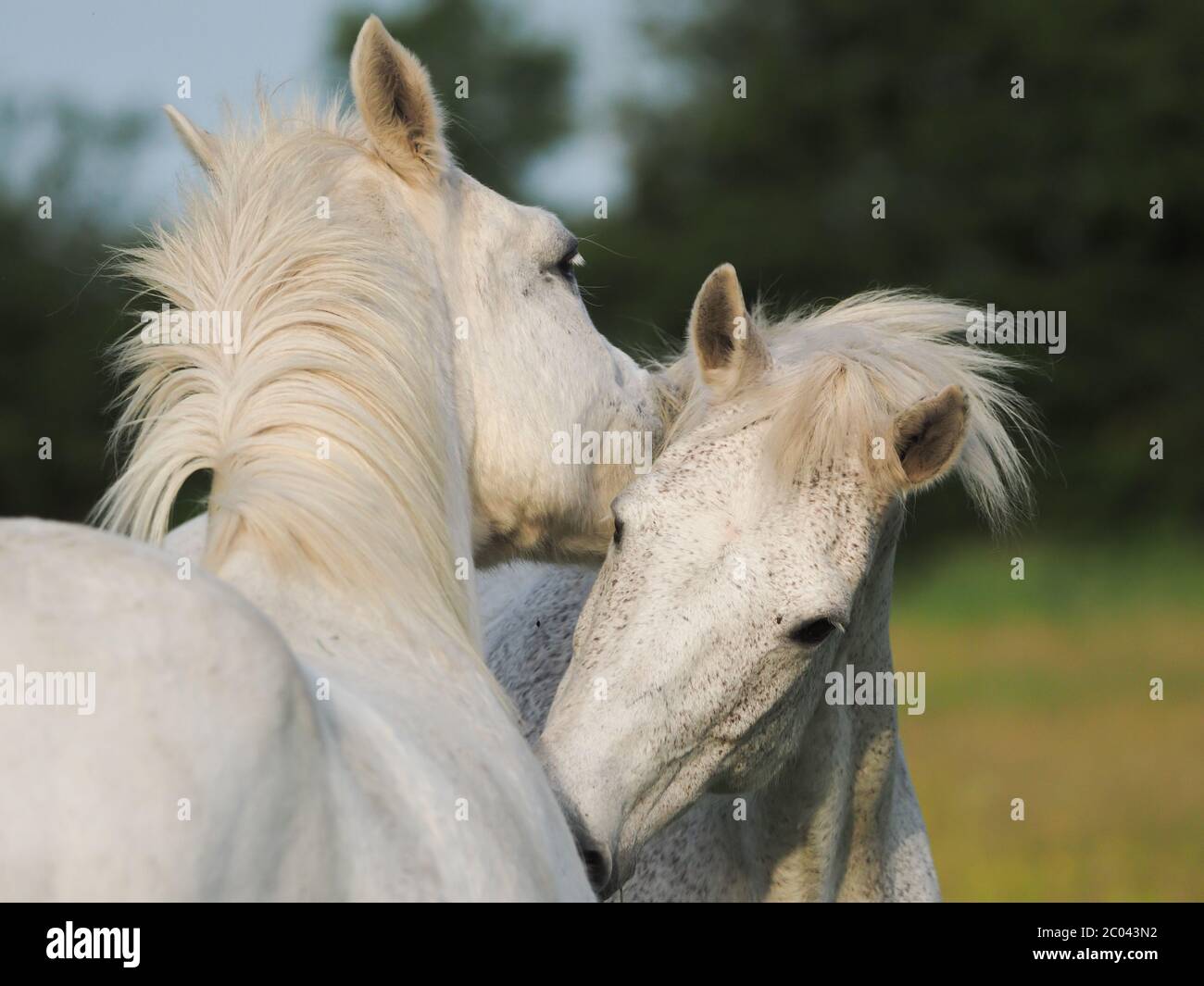 Two horses show typical herd behaviour by mutual grooming each other ...